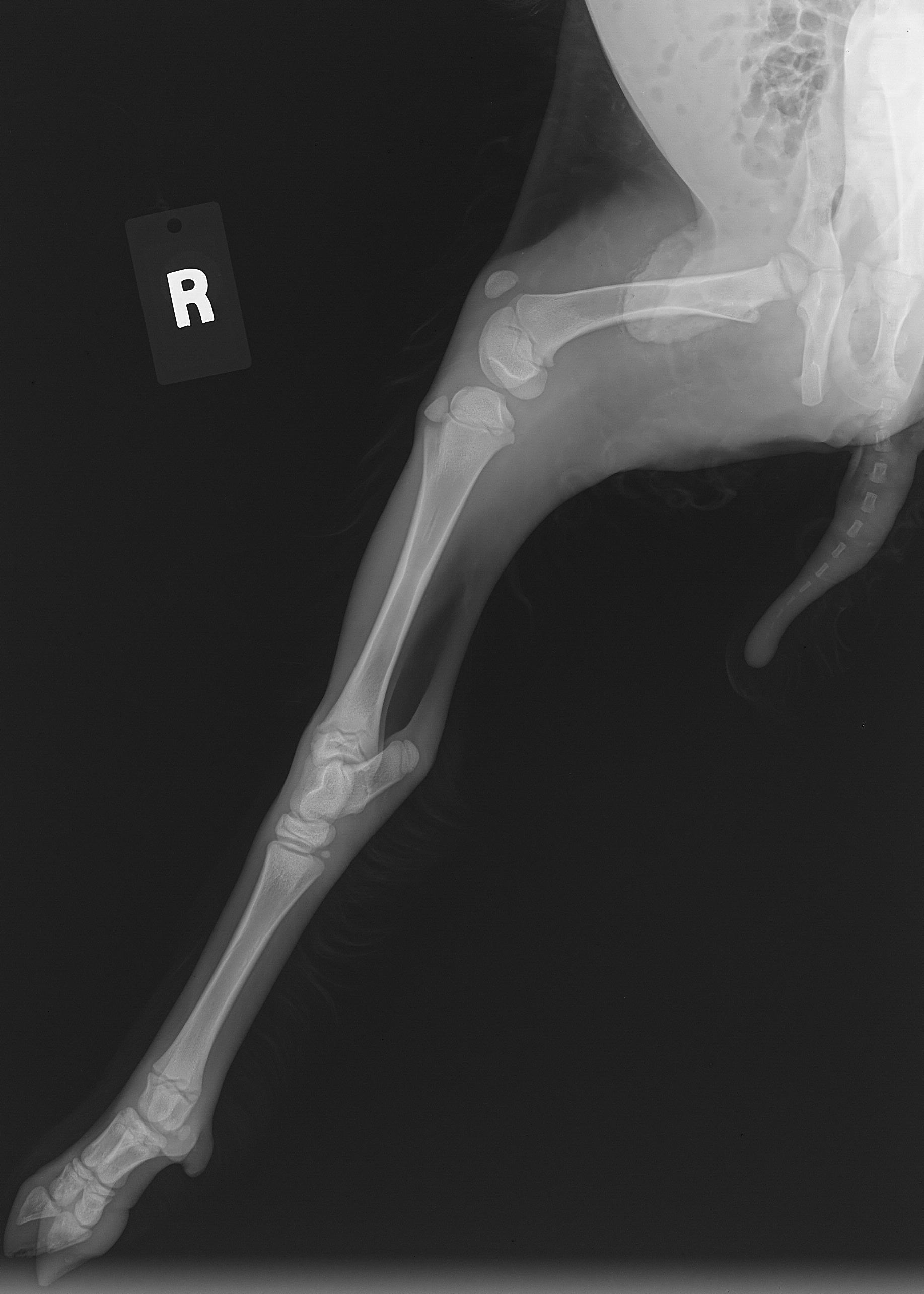 Lamb X-rays | Schoonover Farm Blog