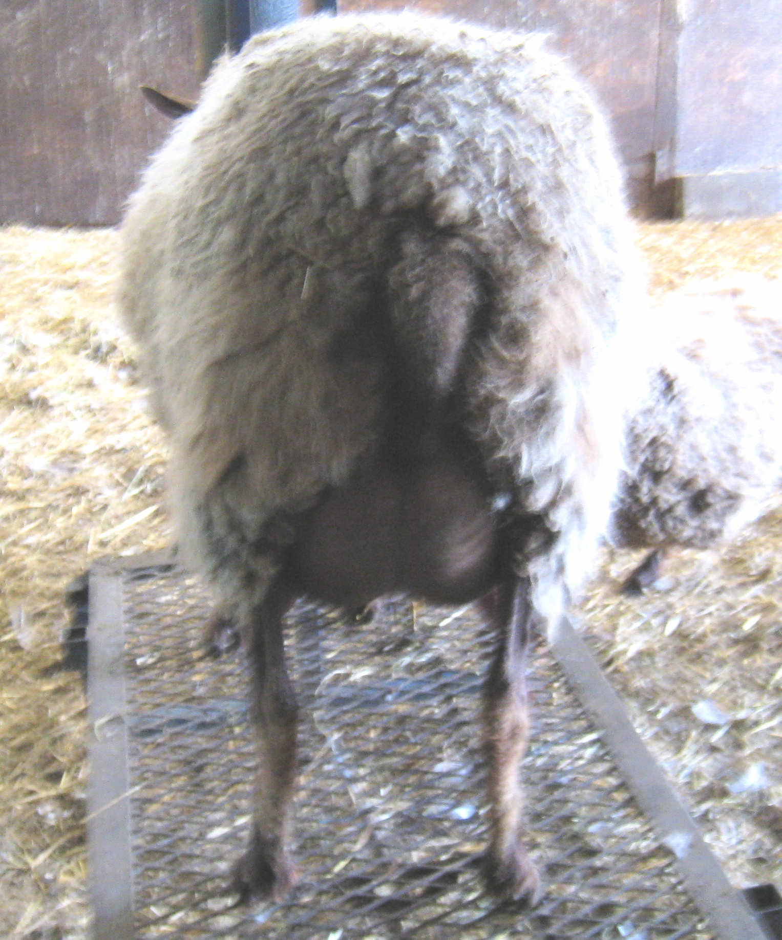 Milking Sheep and Preparing Bean Poles | Schoonover Farm Blog