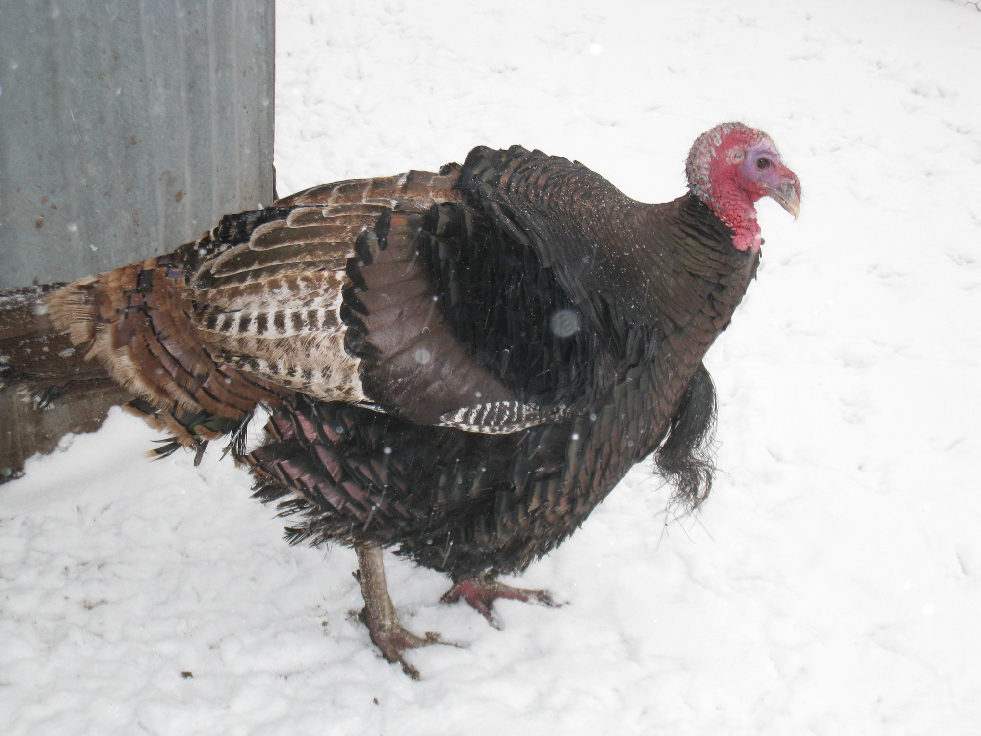 Happy Snowy Thanksgiving! | Schoonover Farm Blog