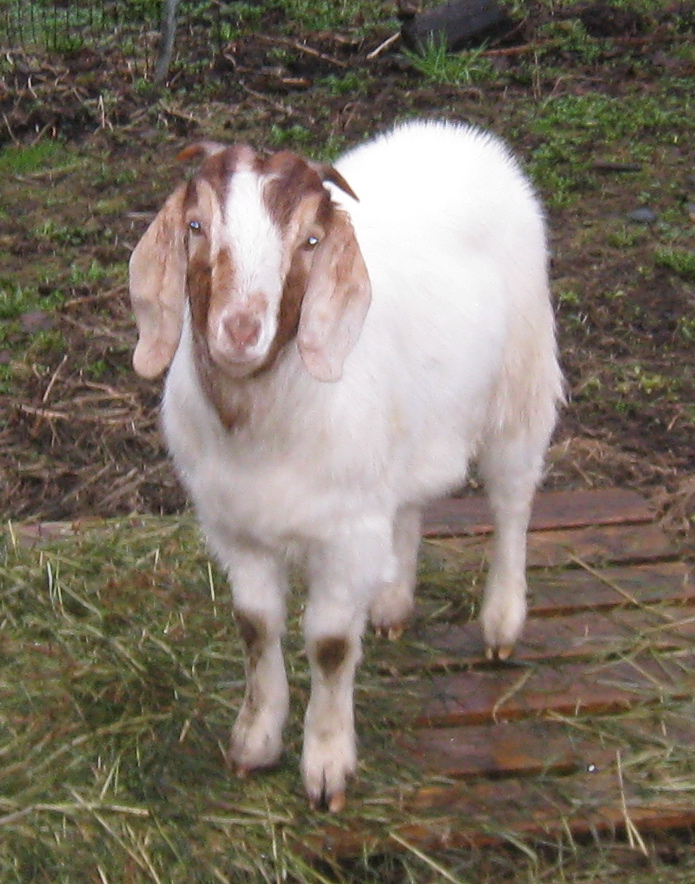 Pack Goats | Schoonover Farm Blog