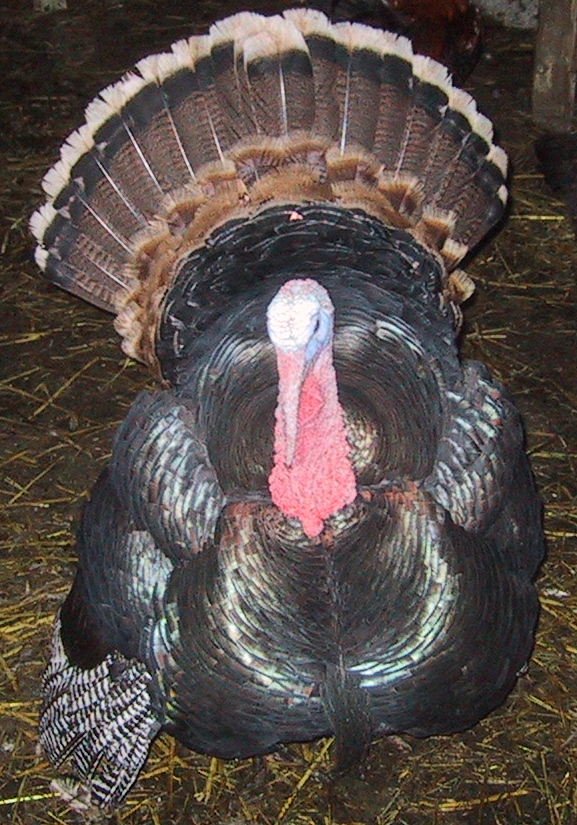 RIP Tom the Turkey | Schoonover Farm Blog