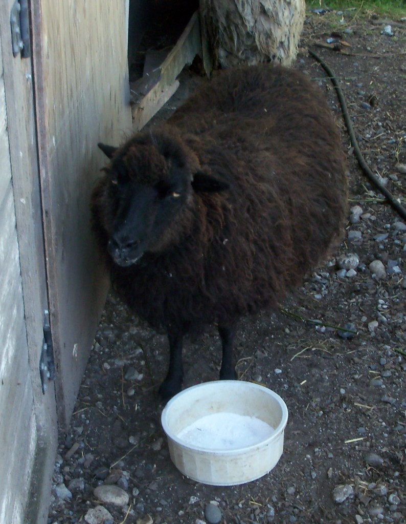 Sick Sheep | Schoonover Farm Blog