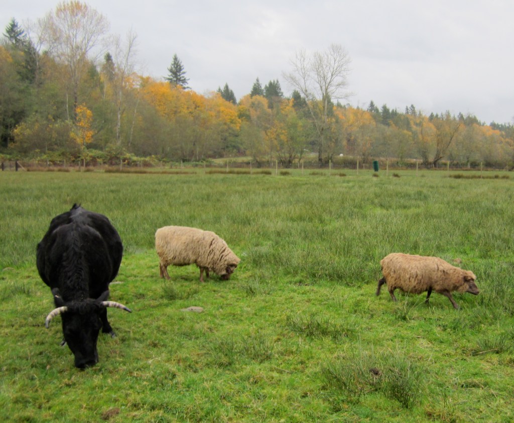 Breeding Groups | Schoonover Farm Blog