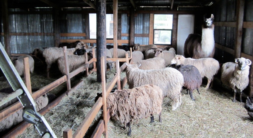 Autumn Sheep Maintenance Day | Schoonover Farm Blog