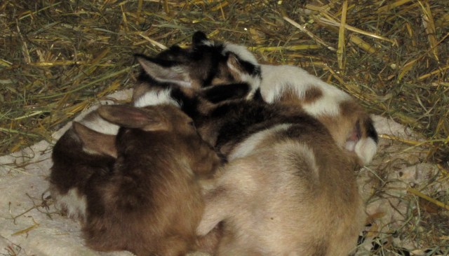 Cute Baby Animals Photos | Schoonover Farm Blog