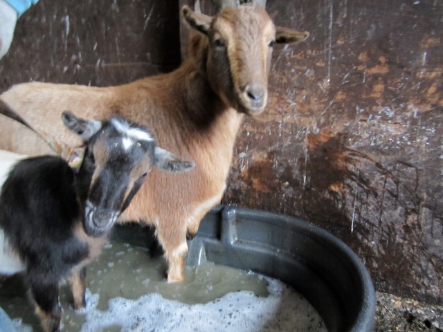 Goat, Pig, and Poultry Weekend | Schoonover Farm Blog