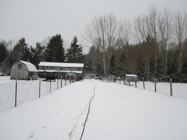 Snowy Friday | Schoonover Farm Blog