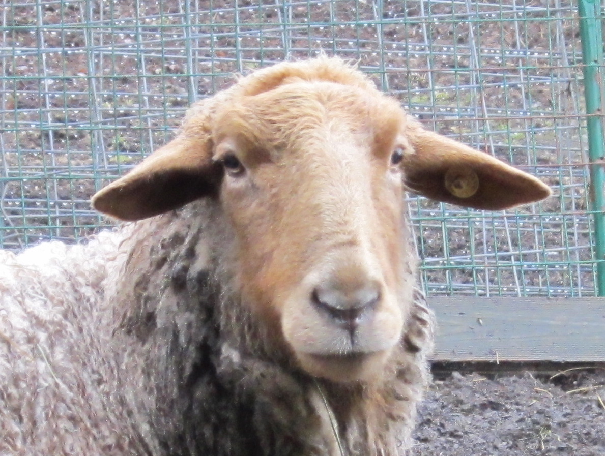 Jethro | Schoonover Farm Blog