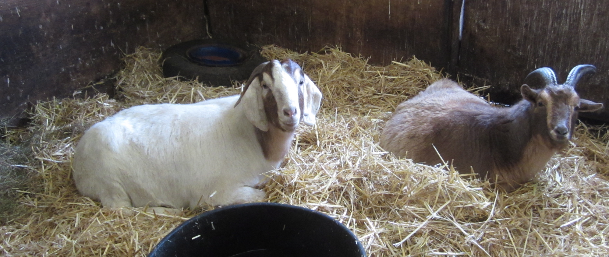 Lame Goat Ward | Schoonover Farm Blog
