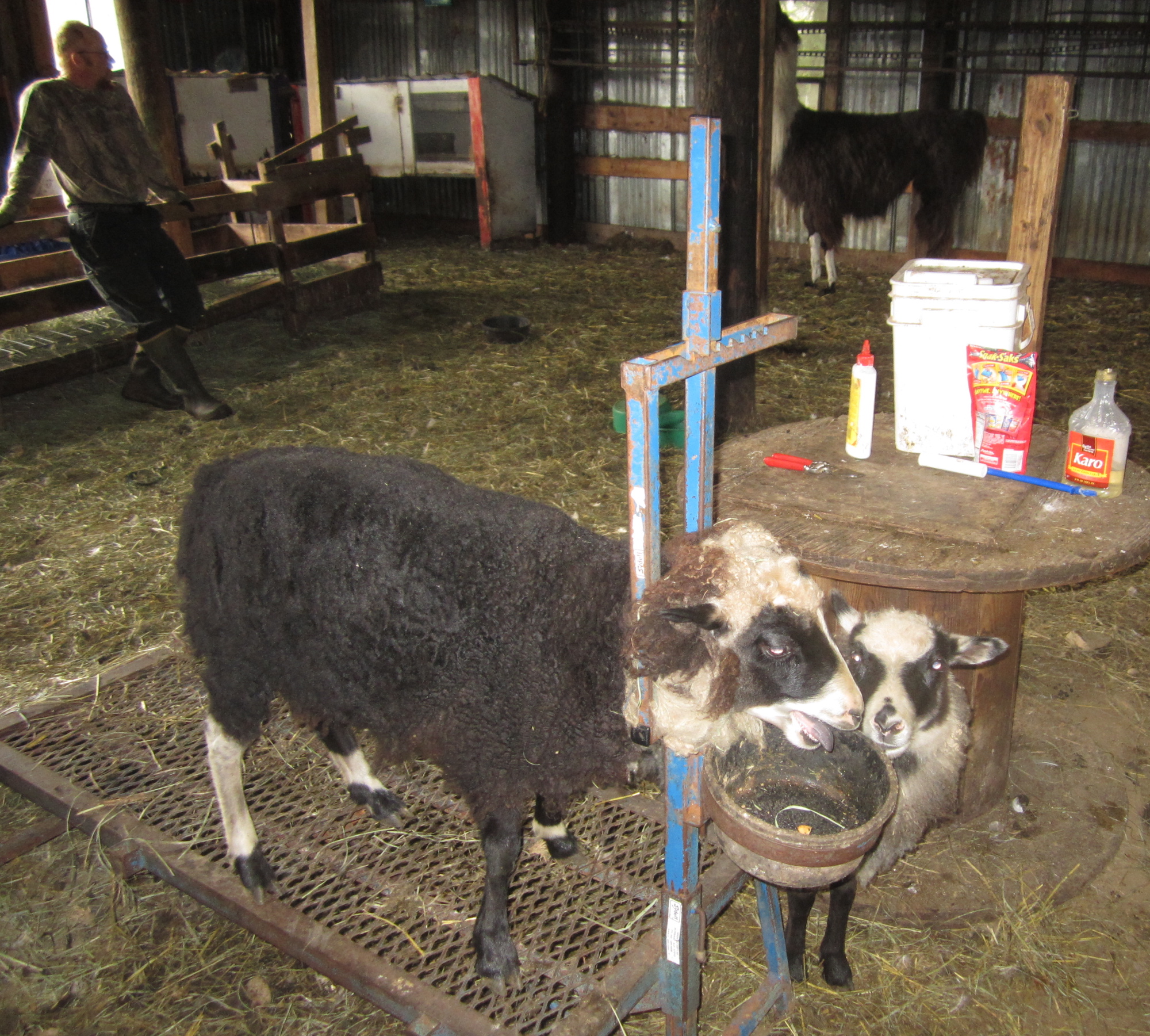 Fall Sheep Maintenance | Schoonover Farm Blog