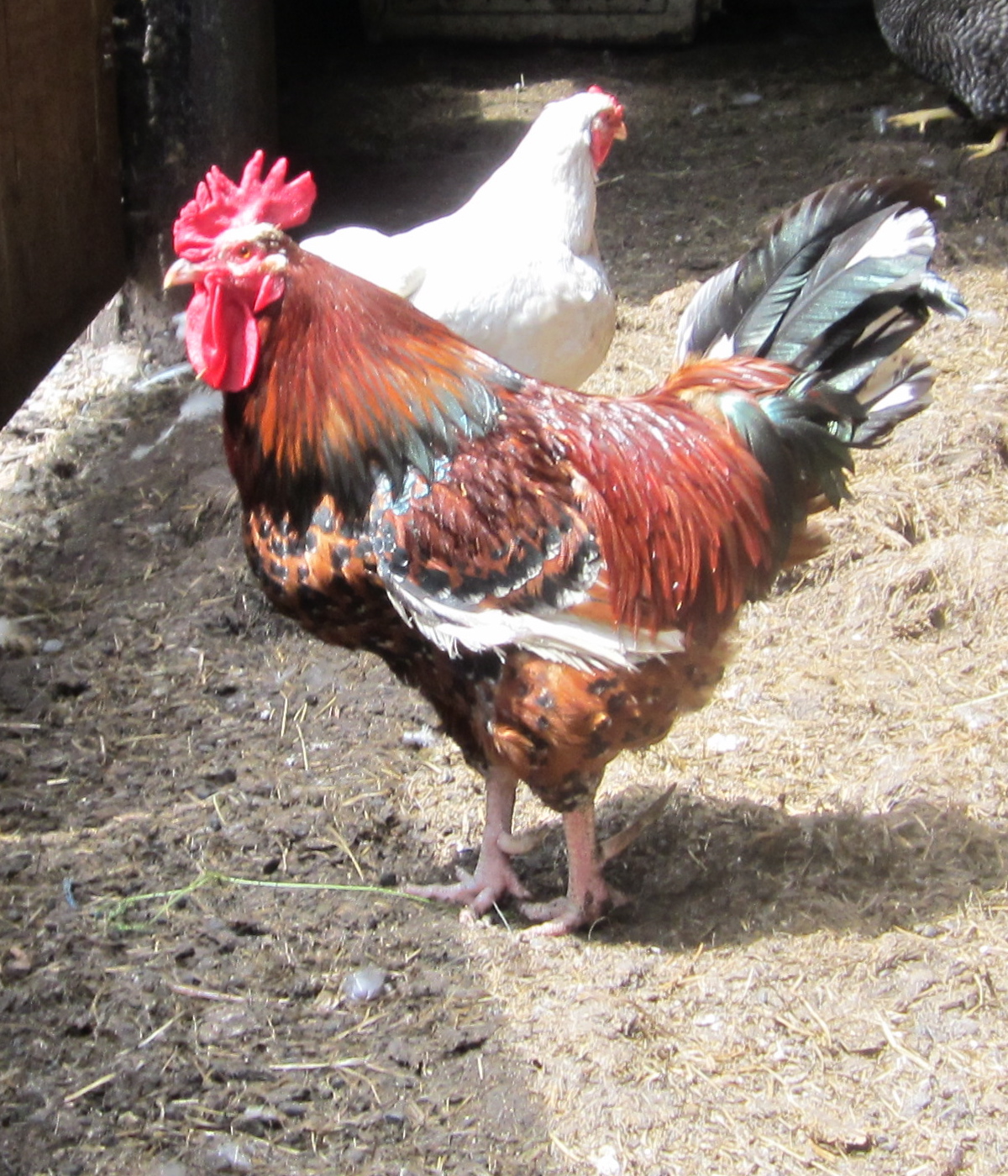 Roosters | Schoonover Farm Blog