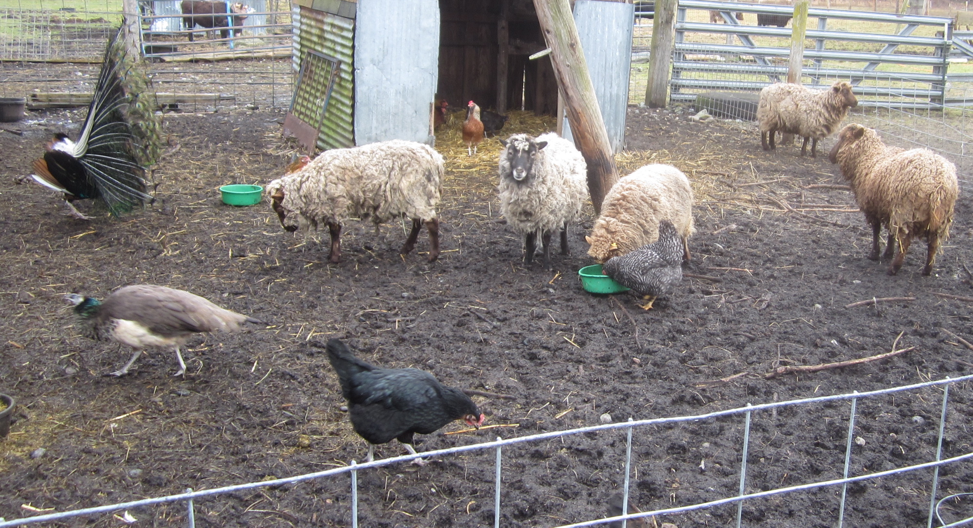 Old Sheep Pen | Schoonover Farm Blog