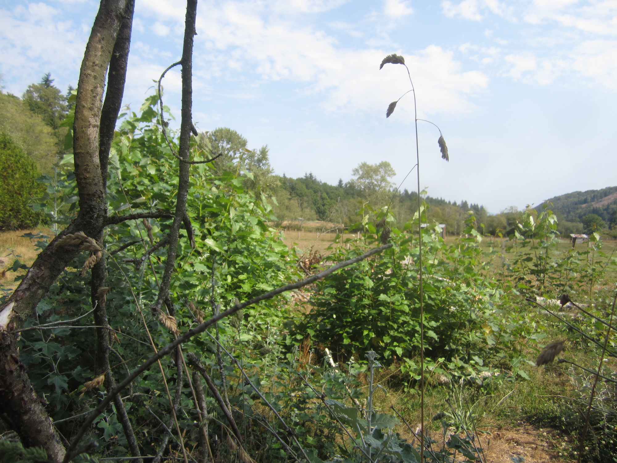 fenceline donkey pen 828 | Schoonover Farm Blog
