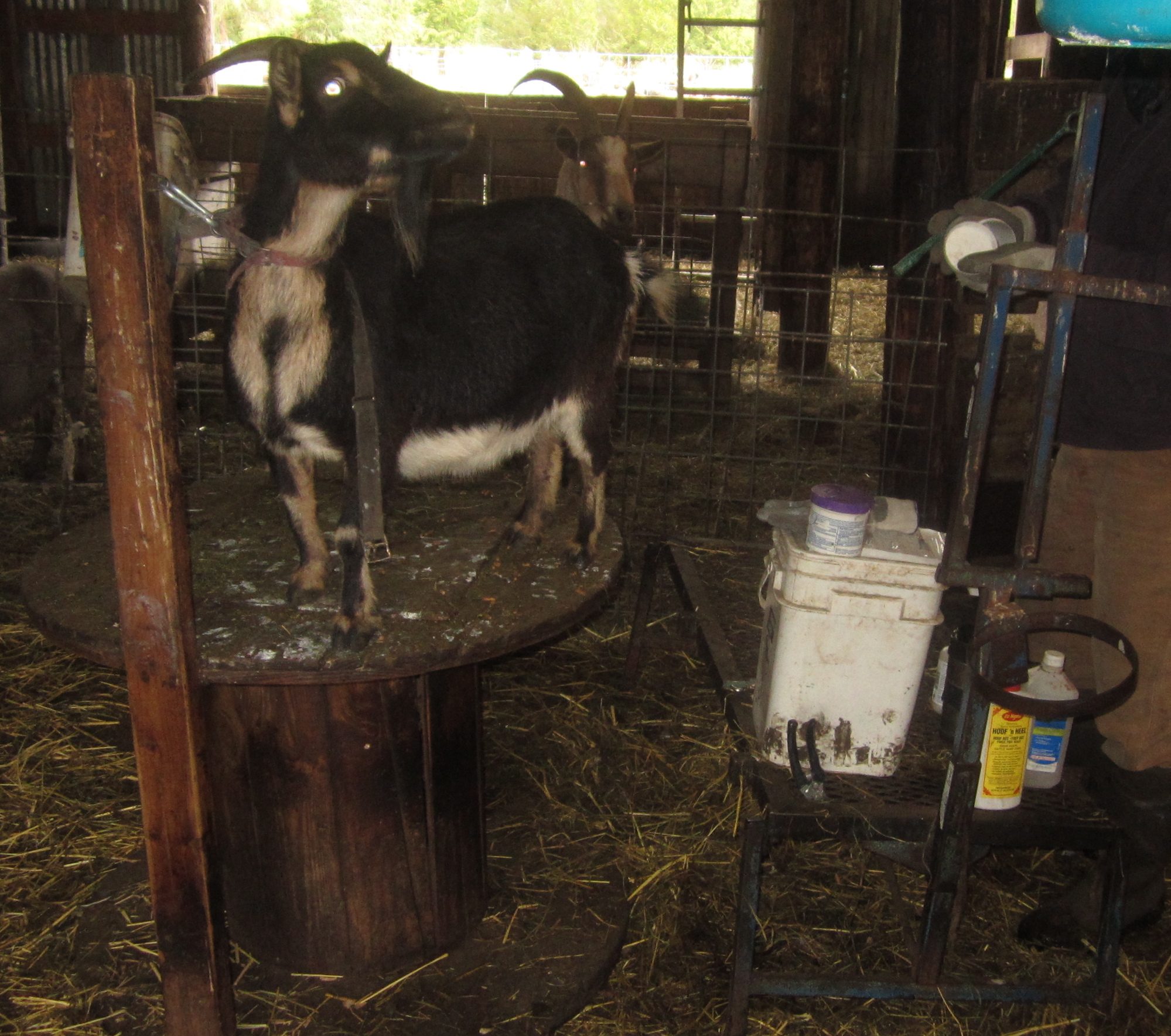 Spring Goat Maintenance | Schoonover Farm Blog