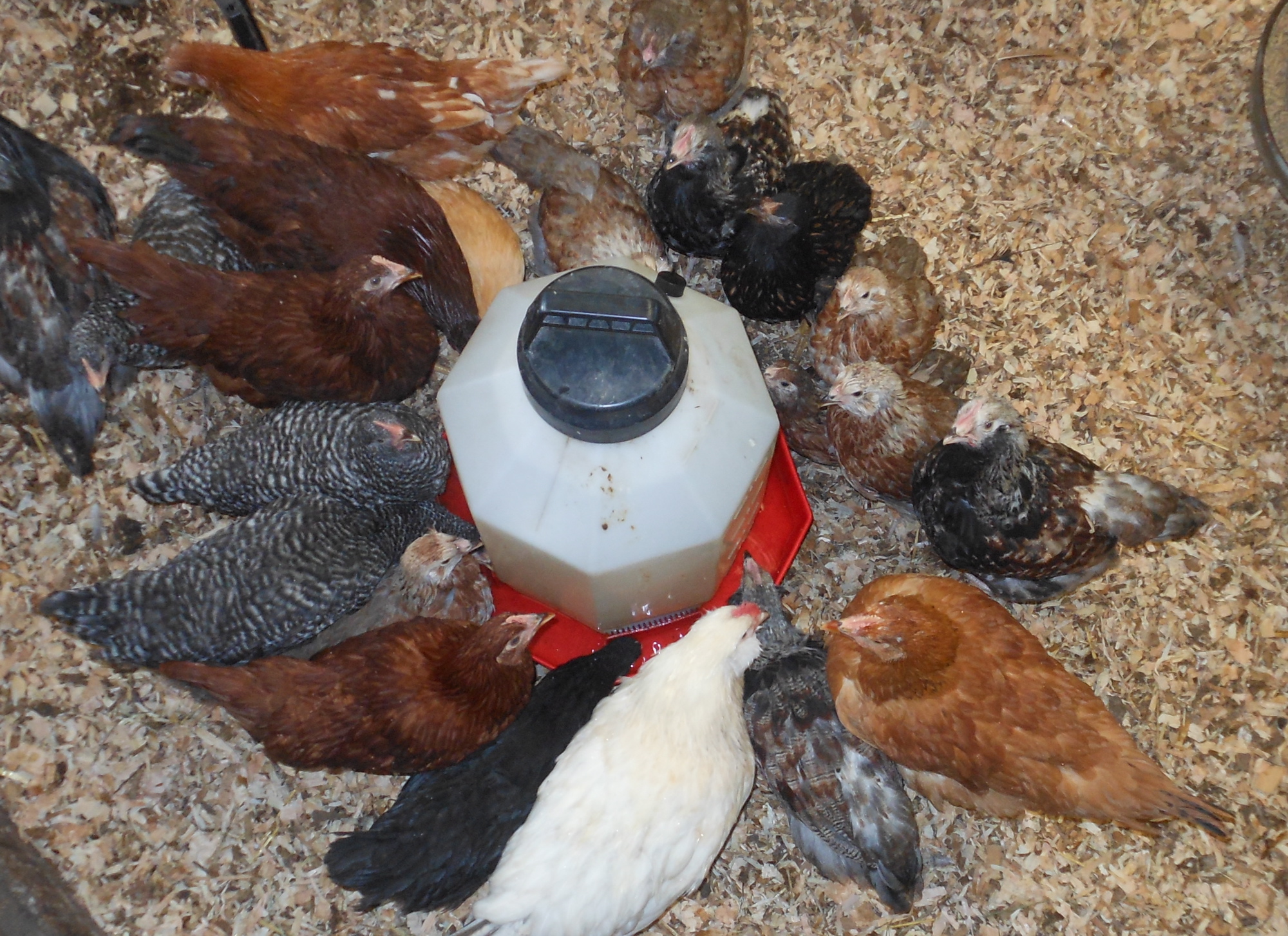 Chicks Growing Up | Schoonover Farm Blog