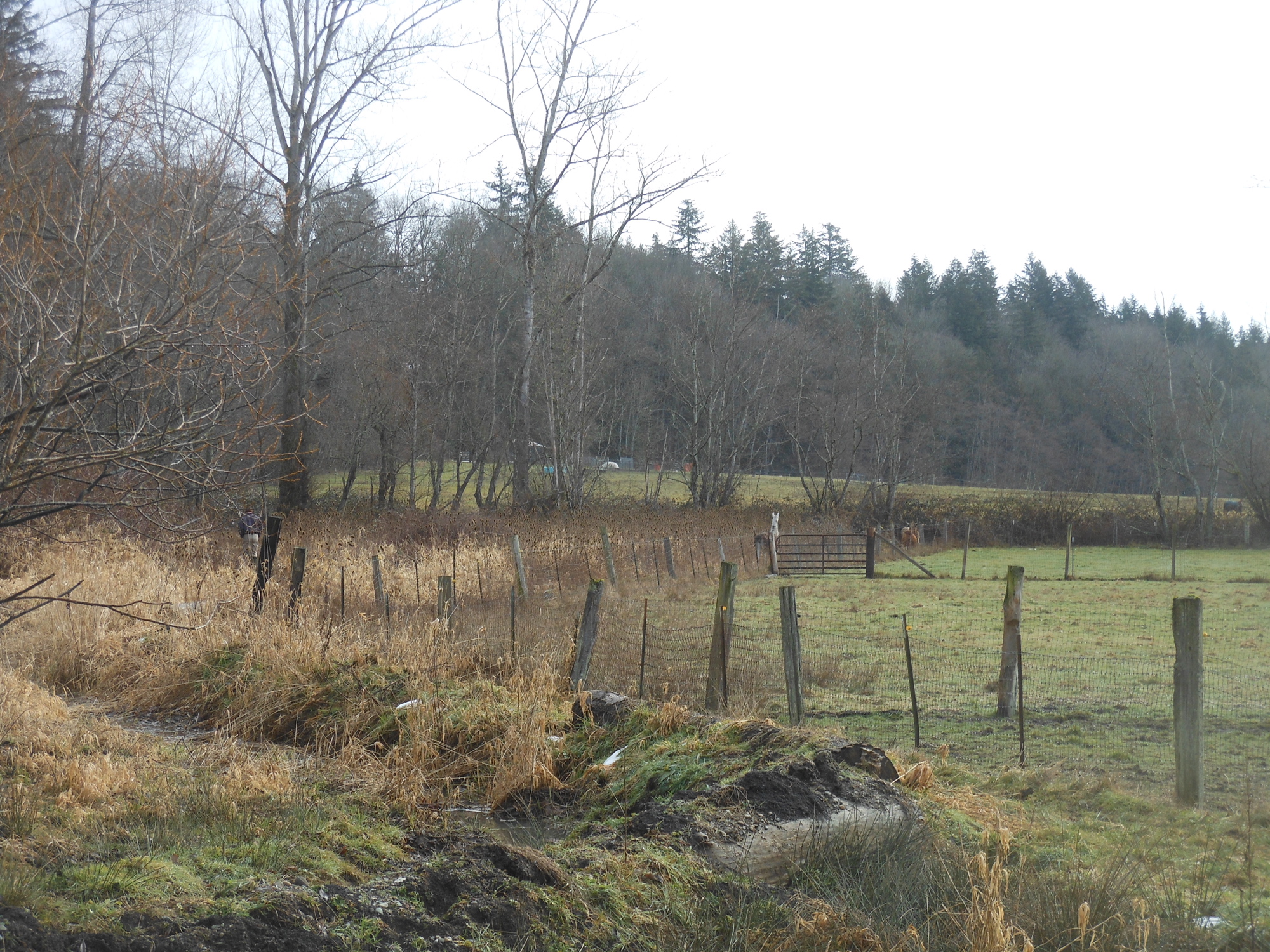 Escaped Cows | Schoonover Farm Blog