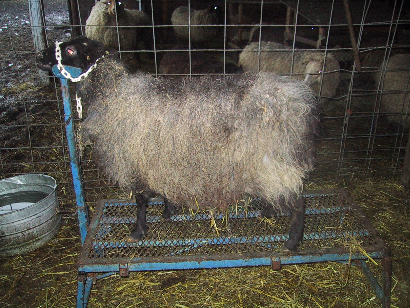 Improved Shearing Stand | Schoonover Farm Blog