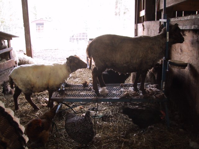 Improved Shearing Stand | Schoonover Farm Blog