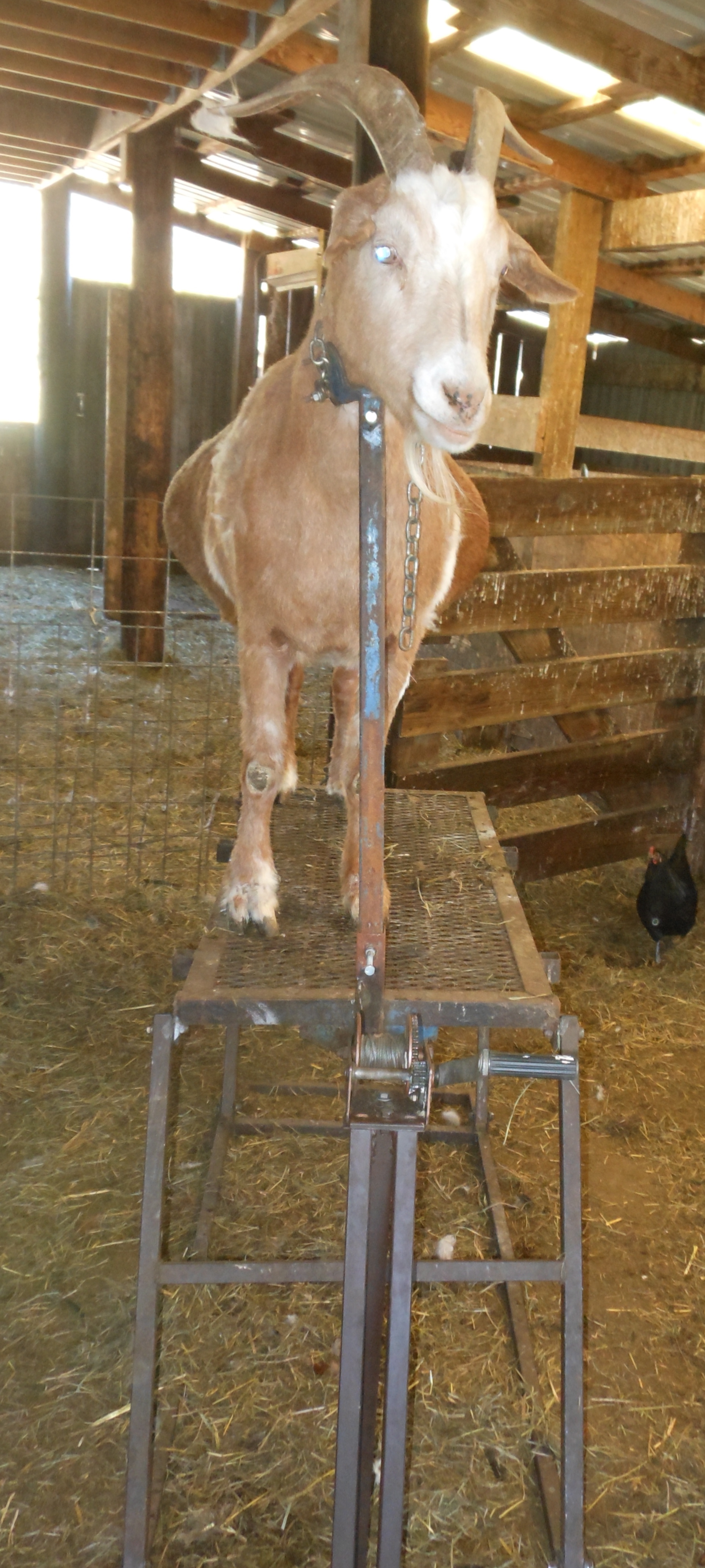 Angry Hen, Seed Drill and Goat Maintenance | Schoonover Farm Blog