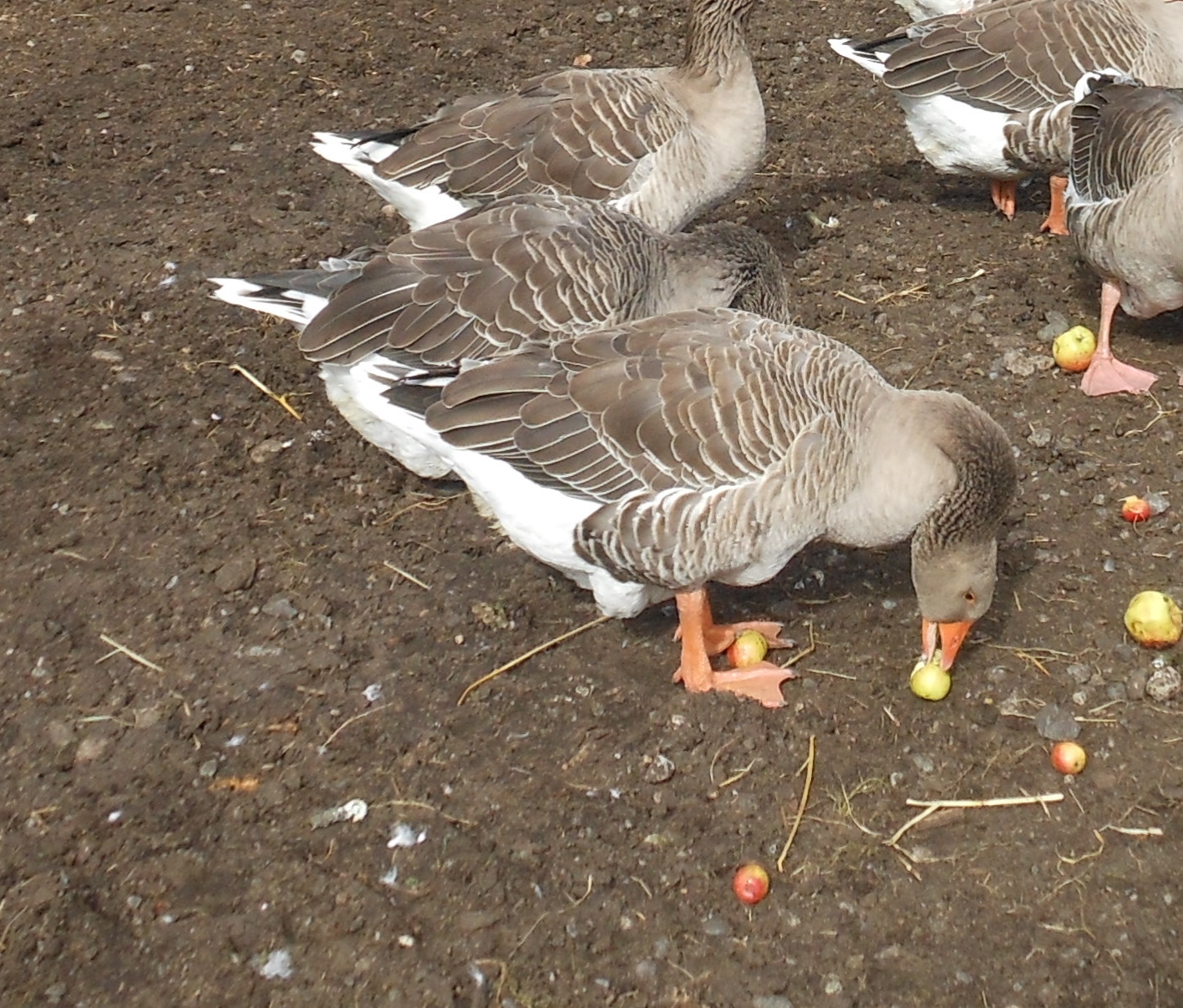 Everyone Love Apples | Schoonover Farm Blog