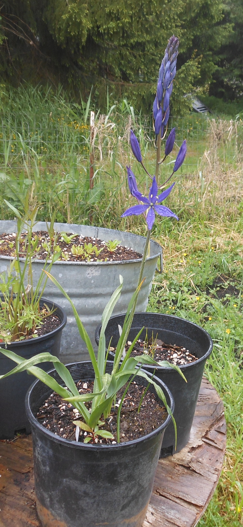 camas flower | Schoonover Farm Blog