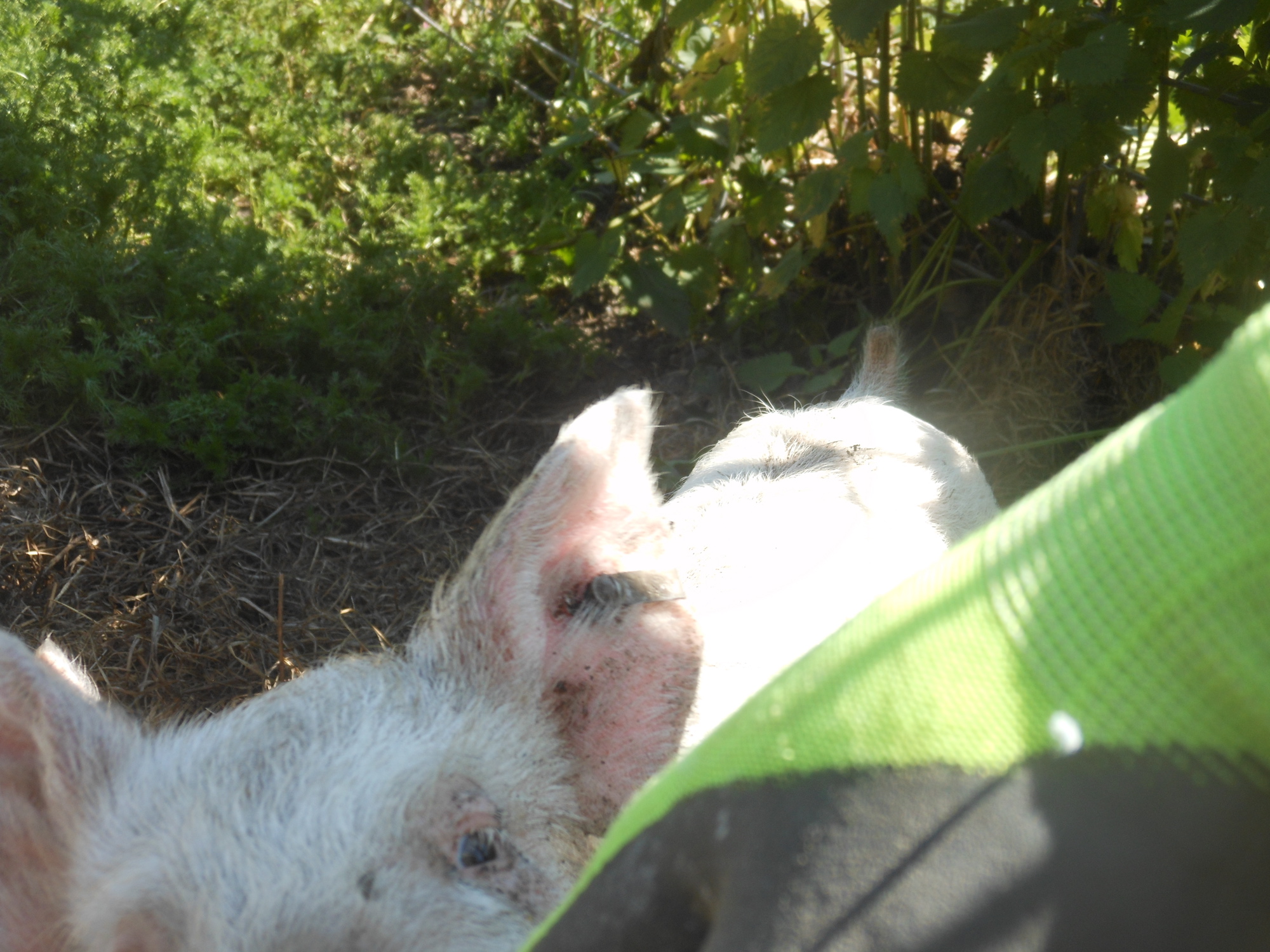 GEORGE BEING FRIENDLY | Schoonover Farm Blog