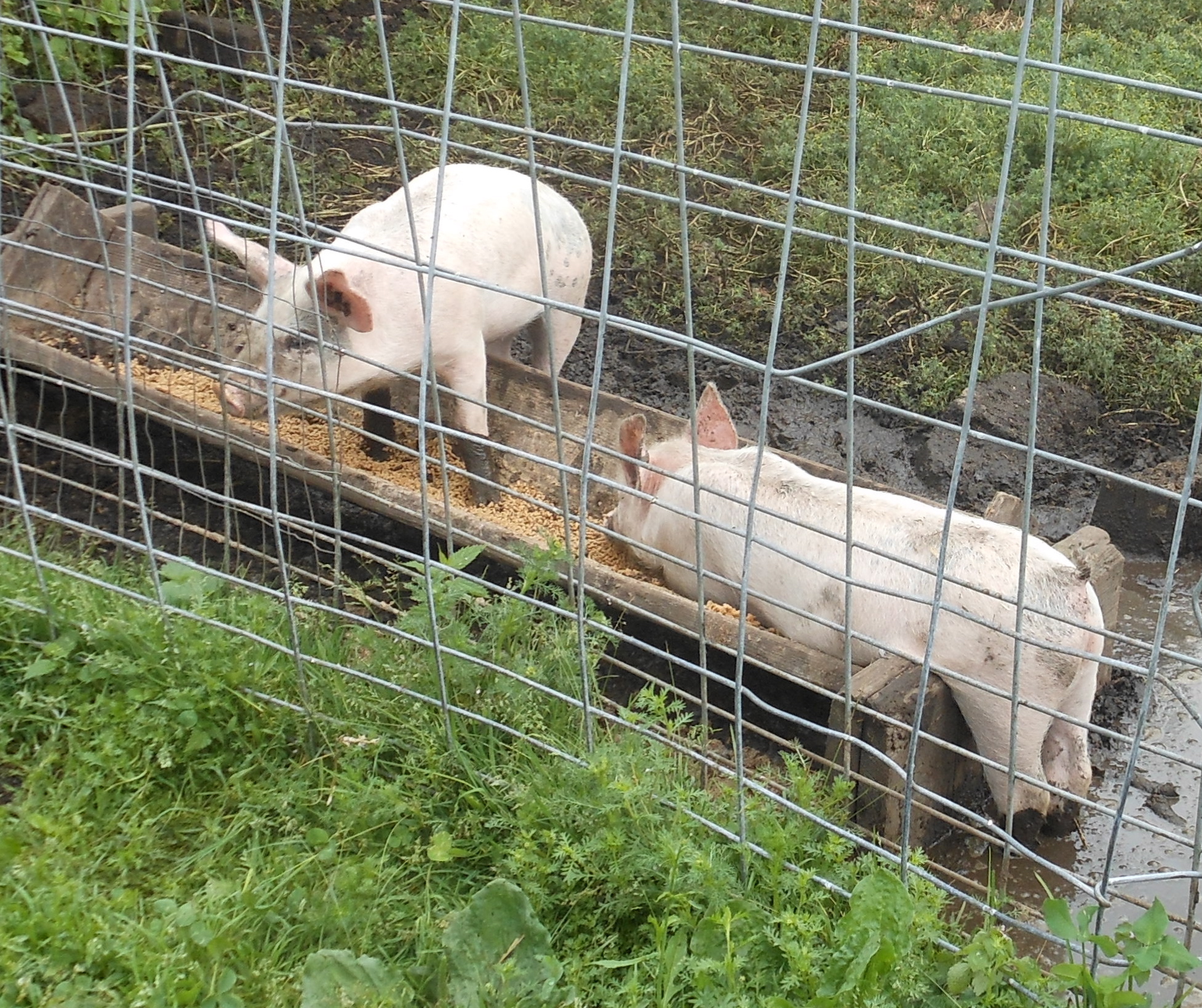 peppa and george eating | Schoonover Farm Blog